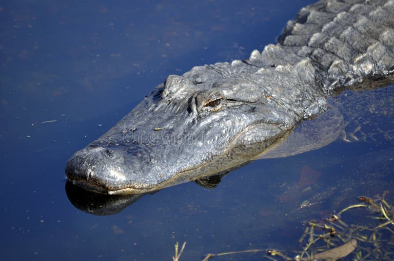 American Alligator Stalking in Water Stock Photo - Image of asia ...