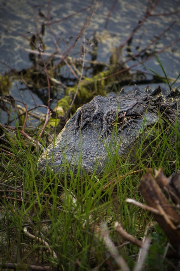 American Alligator Up Close Stock Image - Image of crocodile, american ...