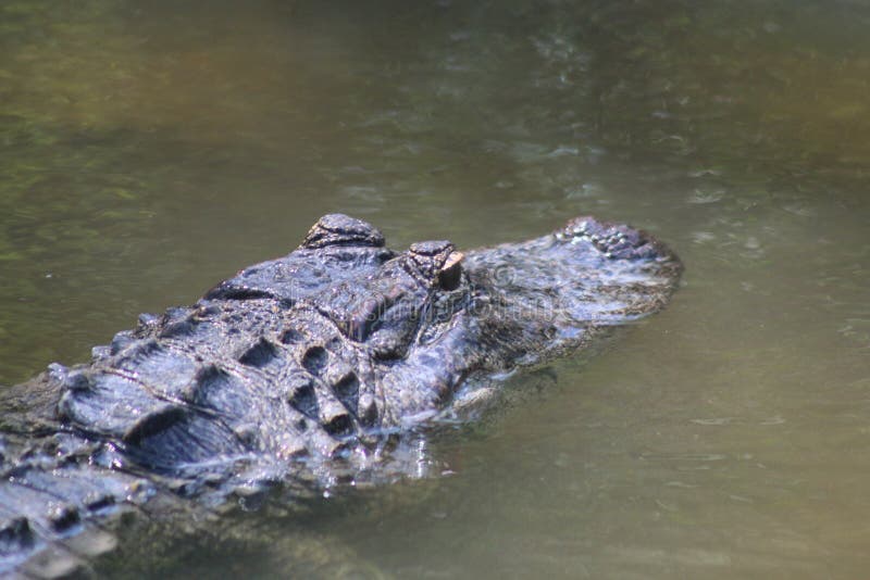 An American Alligator in the Water Stock Image - Image of alligator ...