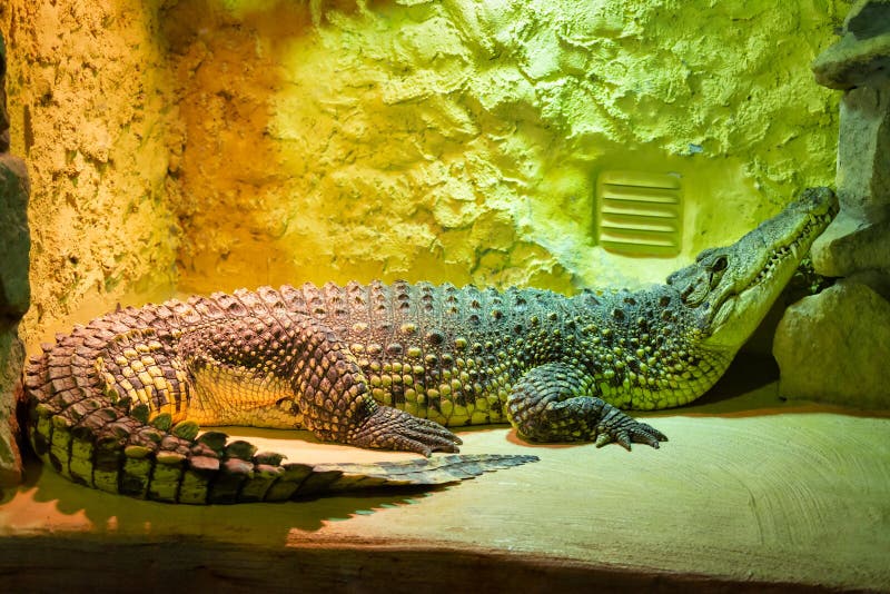 American Alligator in the Zoo Stock Photo - Image of alligator, beast ...