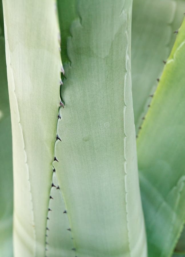 American aloe background stock image. Image of plant - 28775157