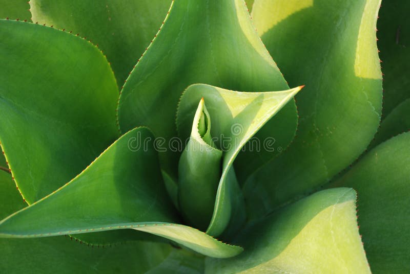 American aloe leaves stock image. Image of curves, verdure - 6567835