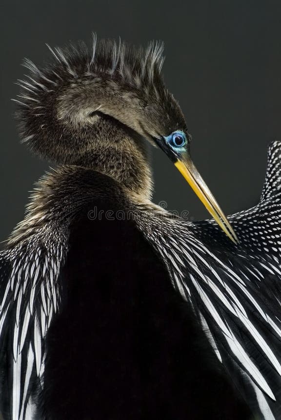 American Anhinga (Anhinga Anhinga) Stock Image - Image of diving ...