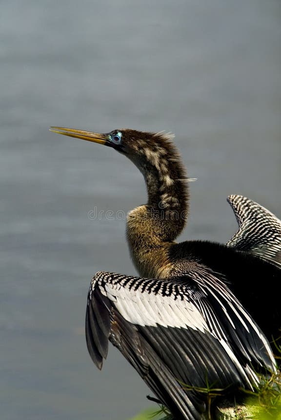 American Anhinga (Anhinga Anhinga) Stock Image - Image of bird, wings ...