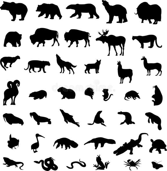 American Wildlife Animals Stock Illustrations – 10,455 American ...