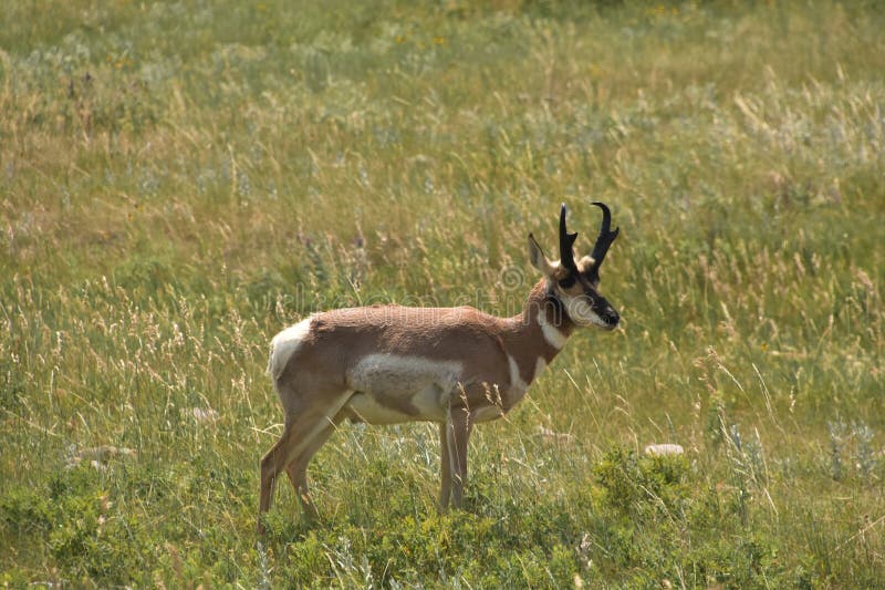American Antelope Standing on the Prairie Stock Photo - Image of plains ...