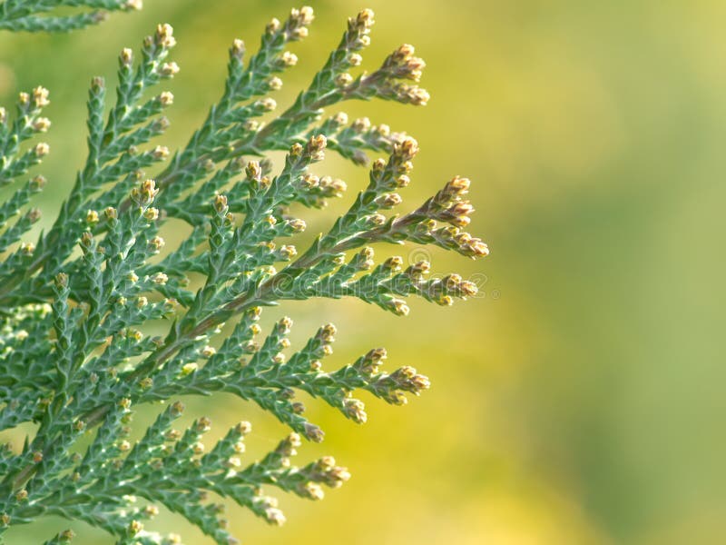 Conifer Scaly Leaf Stock Photos - Free & Royalty-Free Stock Photos from ...
