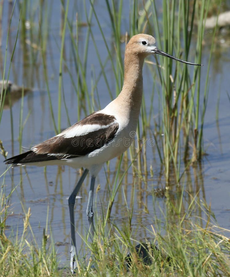 American Avocet stock photo. Image of creature, feathers - 3740662