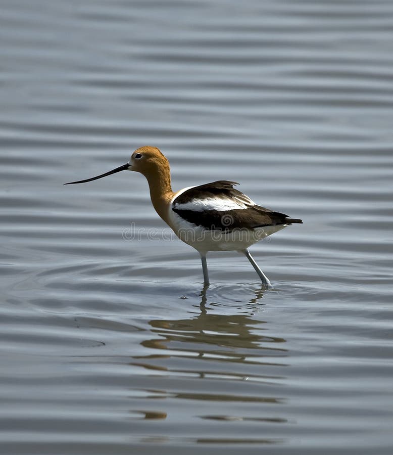 Avocet stock image. Image of animal, avocet, feathers - 55626125