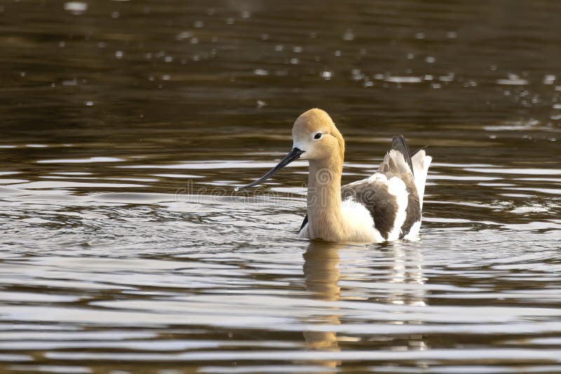 American Avocet Hanging on a Lake in Alberta, Canada during the Spring ...
