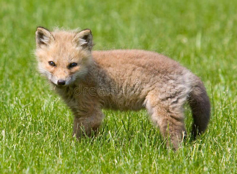 American Baby Red Fox stock photo. Image of stilt, brachyurus - 16591320