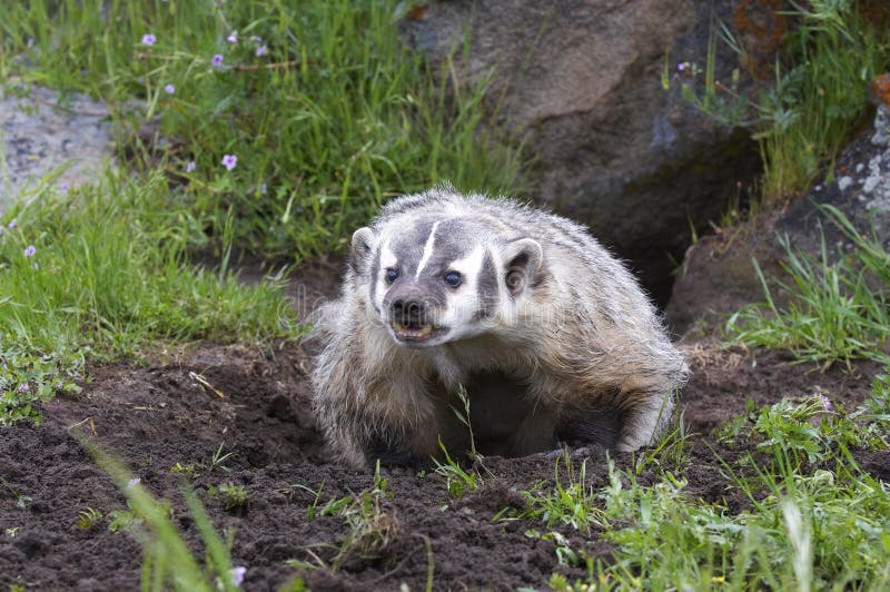 American Badger at burrow stock photo. Image of skunk - 13158542