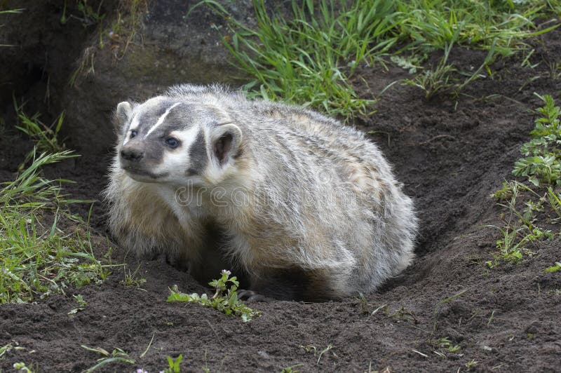 American Badger at burrow stock image. Image of badger - 13158621