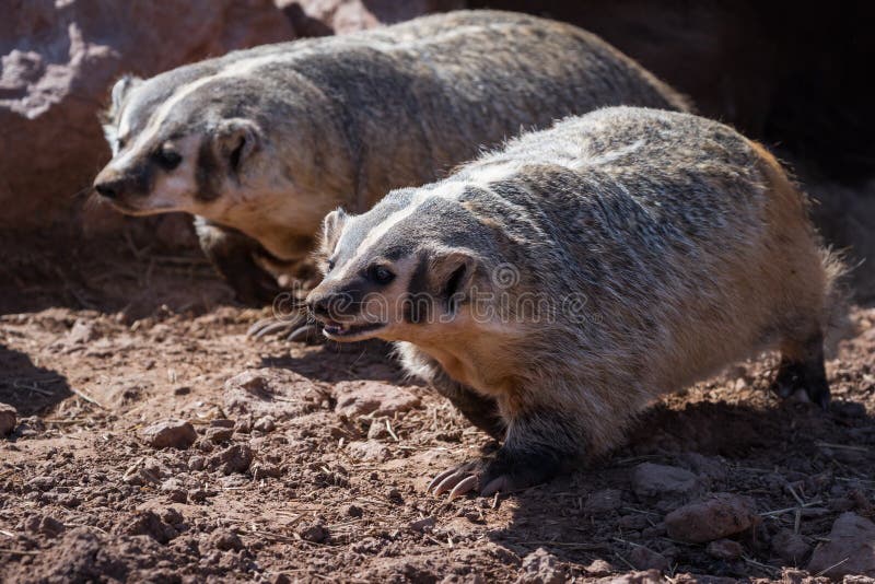 American badger stock image. Image of animal, taxus, zoological - 43180117