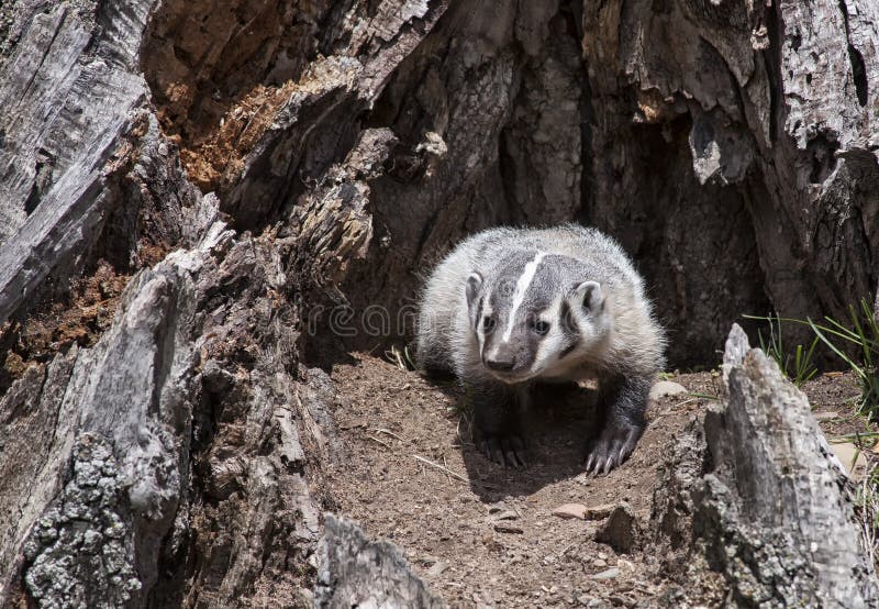 5,009 Badger Photos - Free & Royalty-Free Stock Photos from Dreamstime