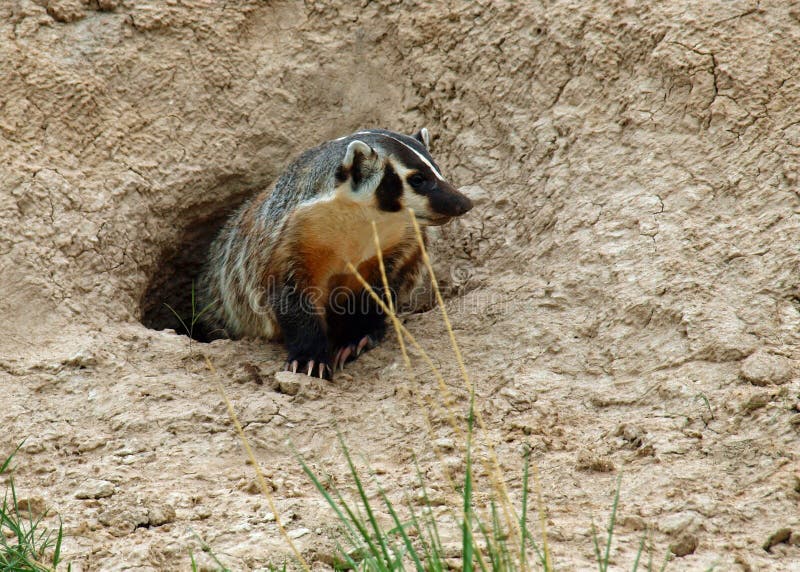 An American Badger stock image. Image of animal, hole - 32708237