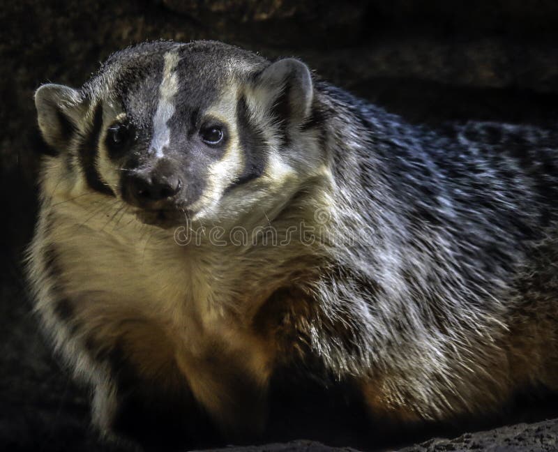 American Badger Portrait in the Shadows Stock Photo - Image of portrait ...