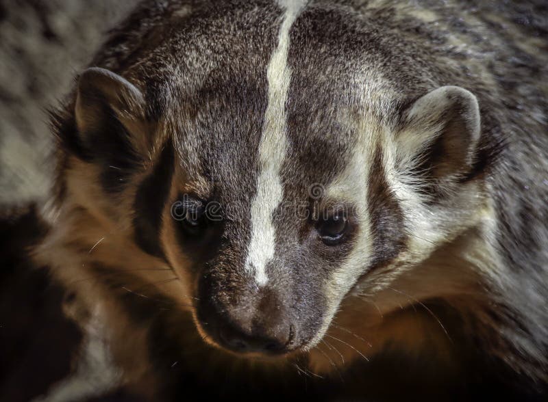 465 Badger Face Photos - Free & Royalty-Free Stock Photos from Dreamstime