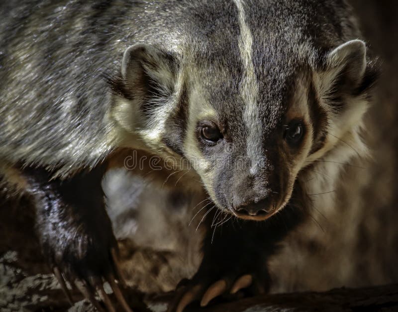 American Badger Portrait in the Shadows Stock Image - Image of face ...