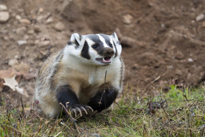 American Badger Teeth Stock Photos - Free & Royalty-Free Stock Photos ...