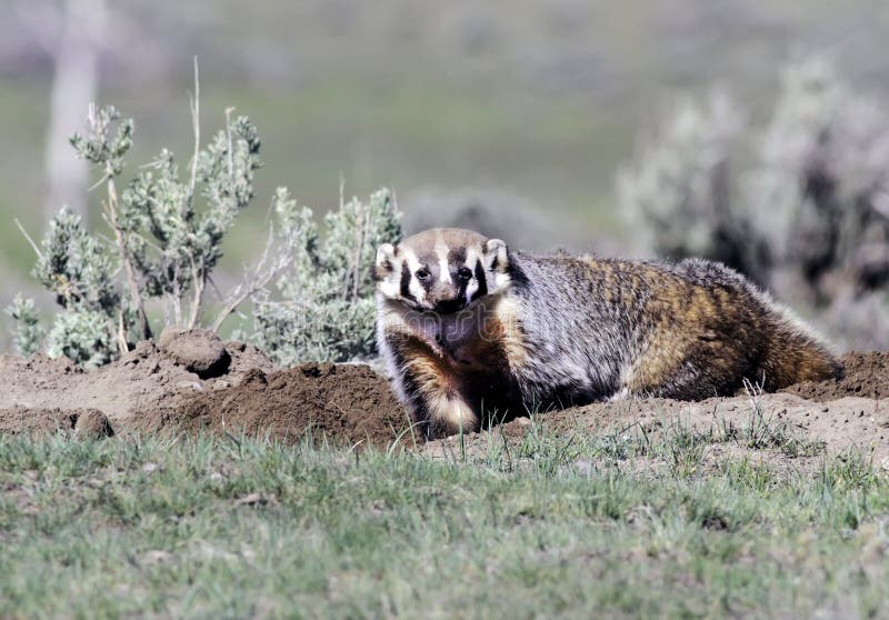 The American Badger stock image. Image of alive, american - 40524513