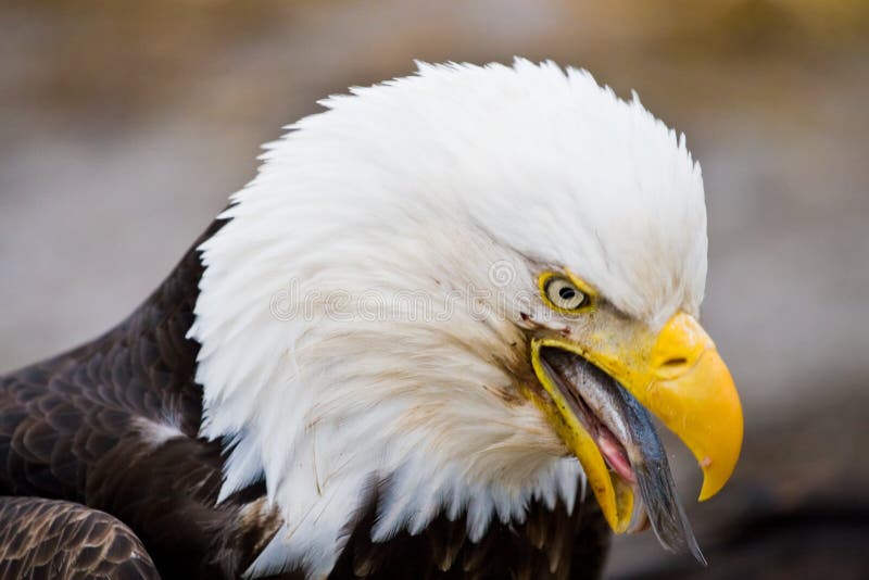 American Bald Eagles stock photo. Image of blue, isolated - 12941832