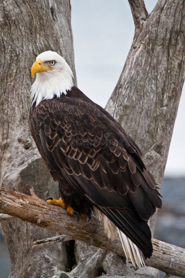 American Bald Eagles stock photo. Image of blue, isolated - 12941832