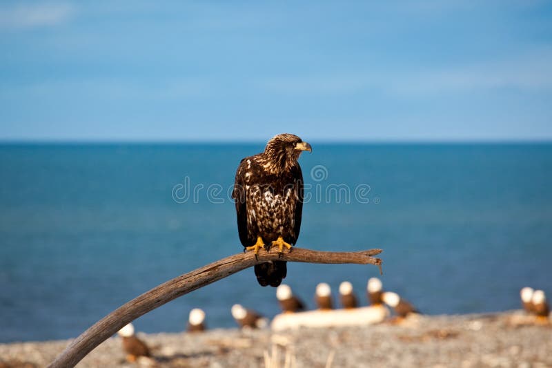 American Bald Eagles stock photo. Image of blue, isolated - 12941832