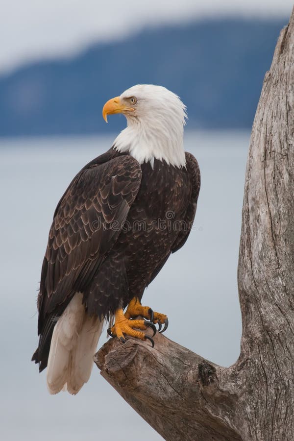 American Bald Eagles stock photo. Image of blue, isolated - 12941832