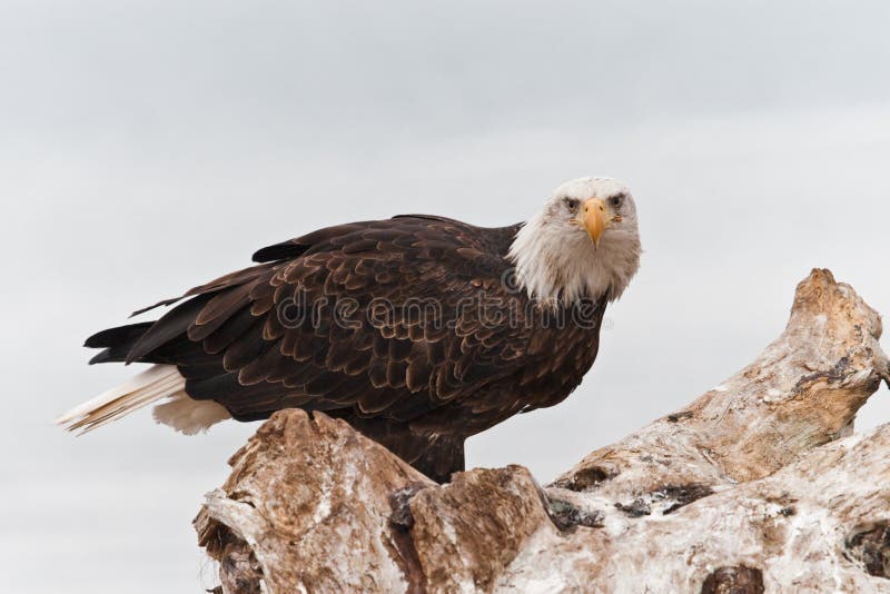 American Bald Eagles stock photo. Image of blue, isolated - 12941832