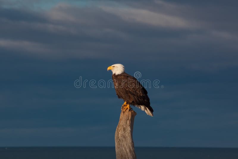 American Bald Eagles stock photo. Image of blue, isolated - 12941832