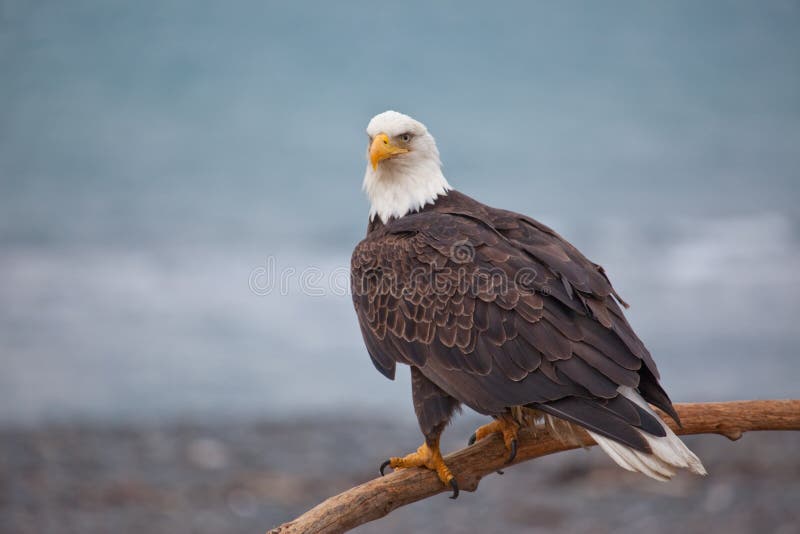 American Bald Eagles stock photo. Image of blue, isolated - 12941832