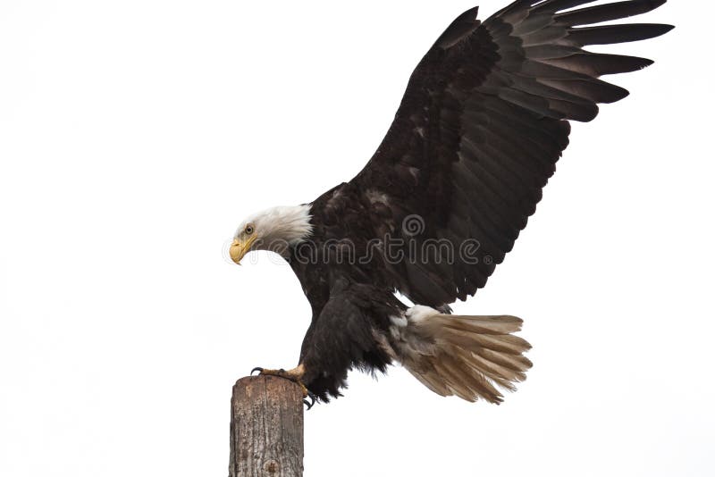 American Bald Eagles stock photo. Image of blue, isolated - 12941832