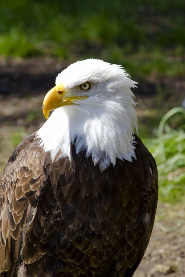 American Bald Eagle stock photo. Image of critter, american - 13920756