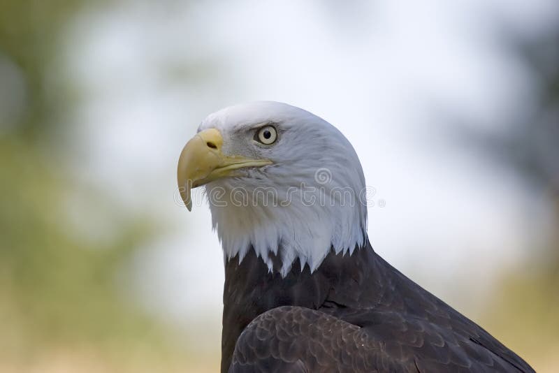 American bald eagle stock photo. Image of head, purity - 1458932