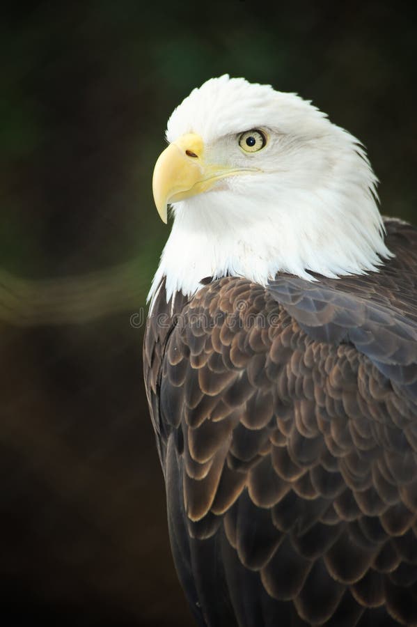 American Bald Eagles stock photo. Image of blue, isolated - 12941832
