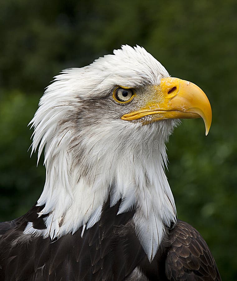 30+ Profile portrait american bald eagle Free Stock Photos ... 30+ Profile portrait american bald eagle Free Stock Photos ...