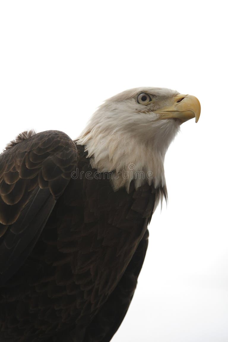2,171 Eagle Side View Stock Photos - Free & Royalty-Free Stock Photos ...