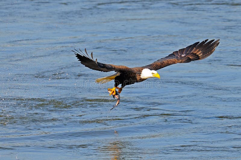American Bald Eagle stock photo. Image of haliaeetus - 21974870