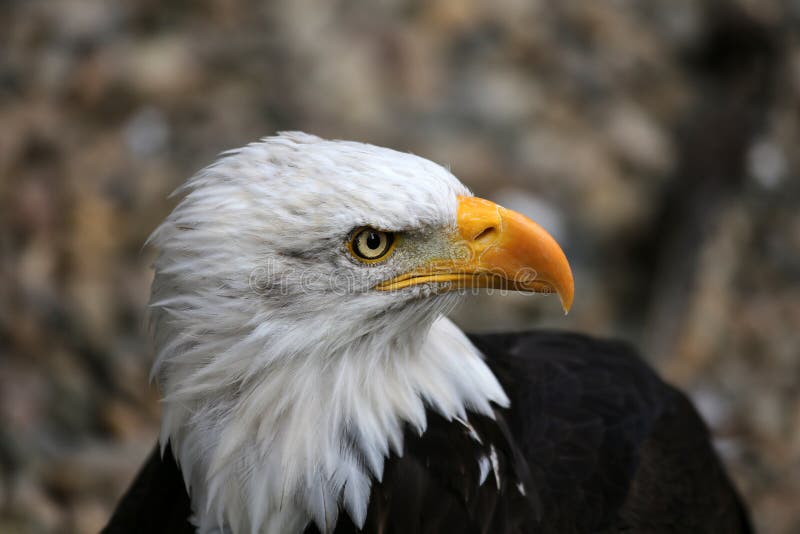 American bald eagle stock image. Image of nationality - 27055889
