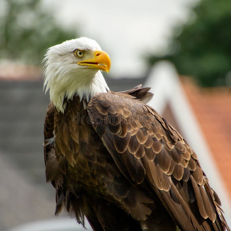 American bald eagle stock image. Image of staring, identity - 393511431