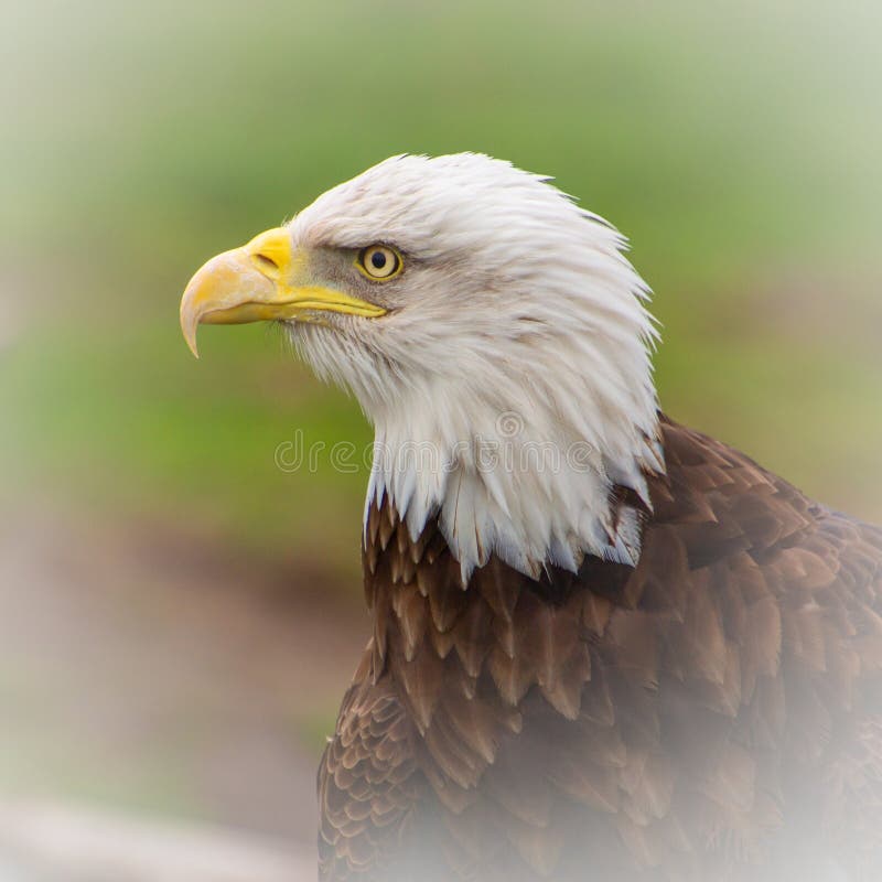 American bald eagle stock image. Image of american, patriotic - 409805561