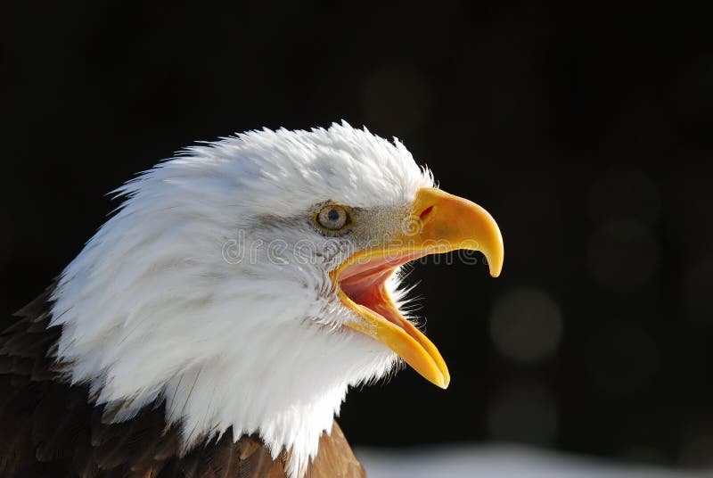 Bald Eagle stock image. Image of life, america, bald, fierce - 3162065