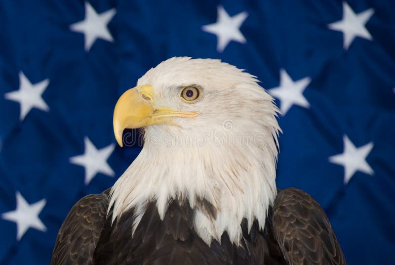 Bald Eagle Flying In Front Of The American Flag Stock Image - Image of ...