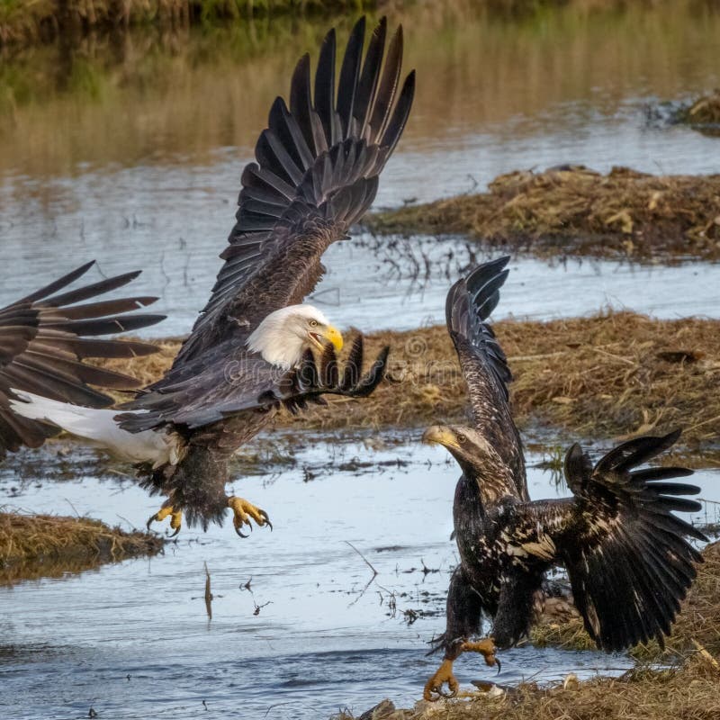 American Bald Eagle Attacks Another American Bald Eagle Stock Photo ...