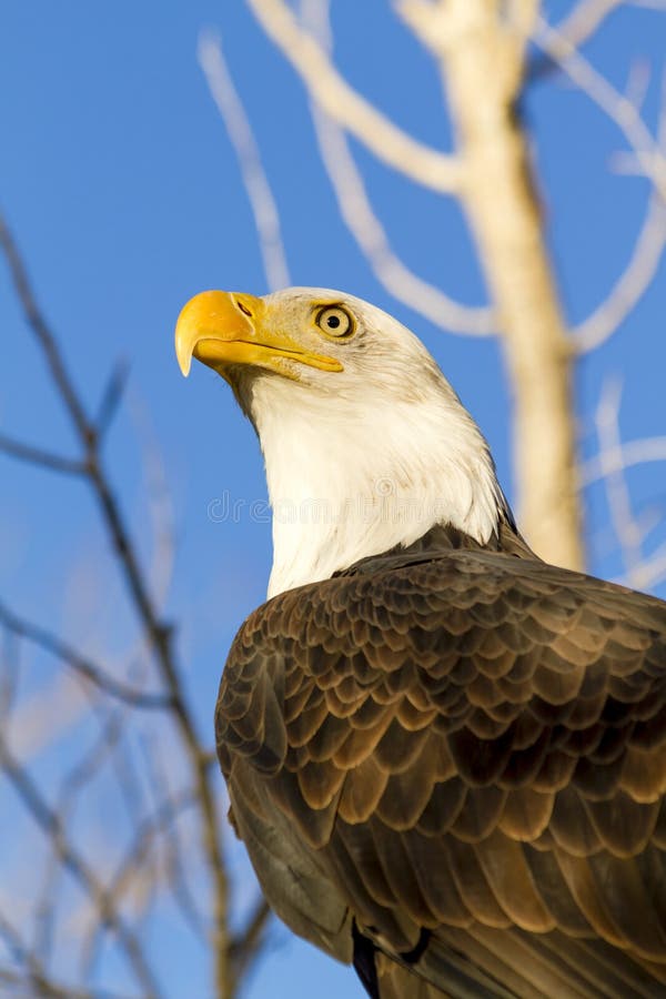 American Bald Eagle in Autumn Setting Stock Photo - Image of animal ...