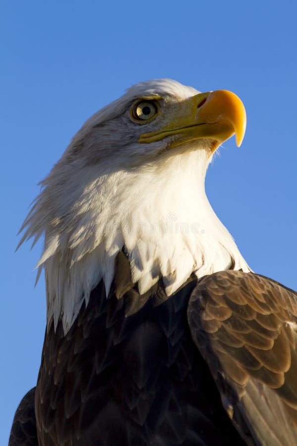 American Bald Eagle in Autumn Setting Stock Image - Image of beak ...
