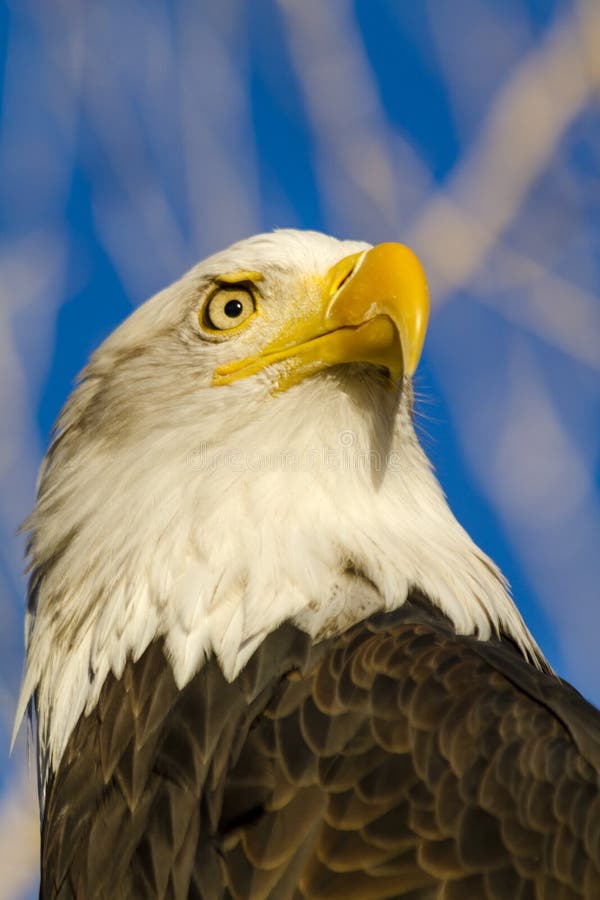 American Bald Eagle in Autumn Setting Stock Photo - Image of symbol ...