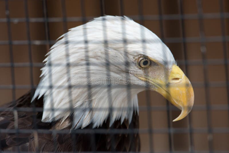 American Bald Eagle Behind Cage Stock Photo - Image of hunter, black ...