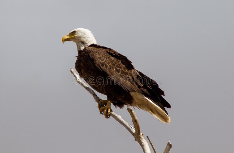 403 Bald Eagle Side View Stock Photos - Free & Royalty-Free Stock ...